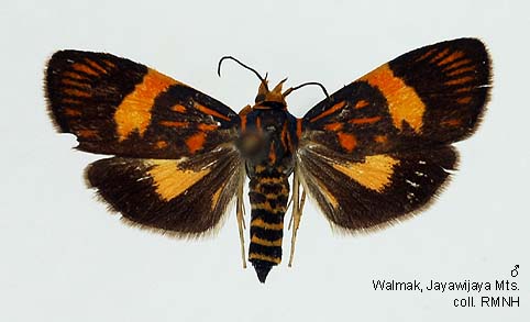 Papua Insects Foundation (Lepidoptera/Immidae/Moca auxobathra)